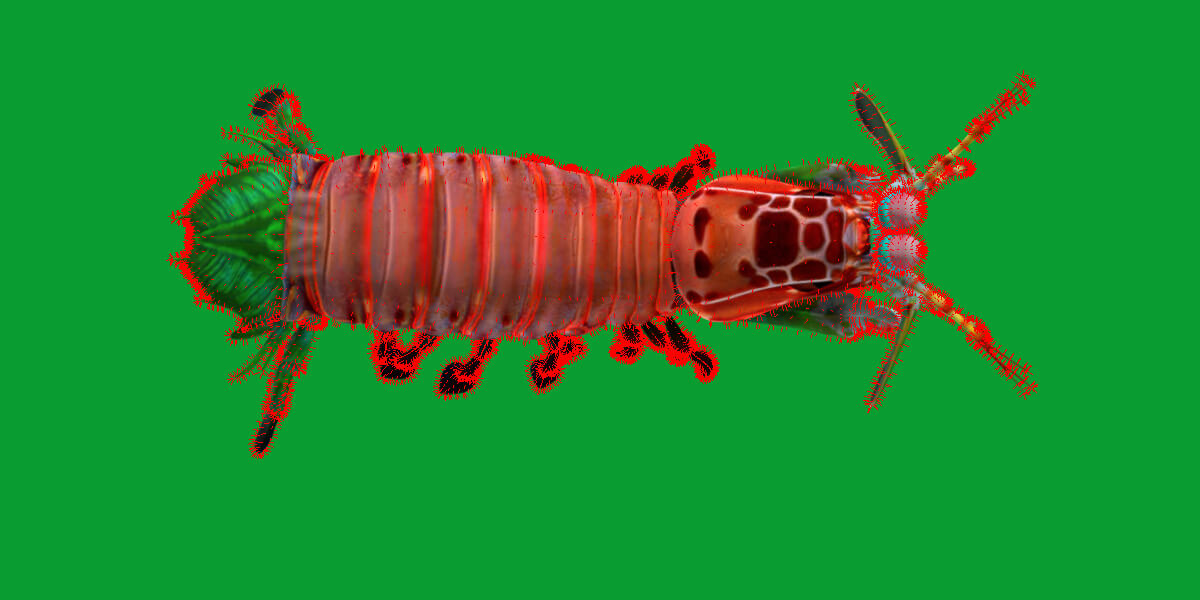 Mantis Shrimp - 3D Model by Nyilonelycompany
