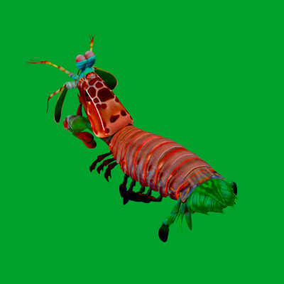 Mantis Shrimp - 3D Model by Nyilonelycompany