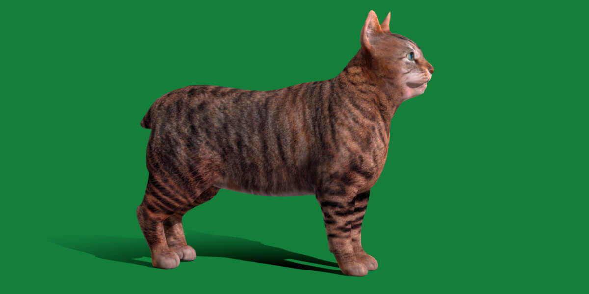 Manx Tailless Cat - 3D Model by Nyilonelycompany