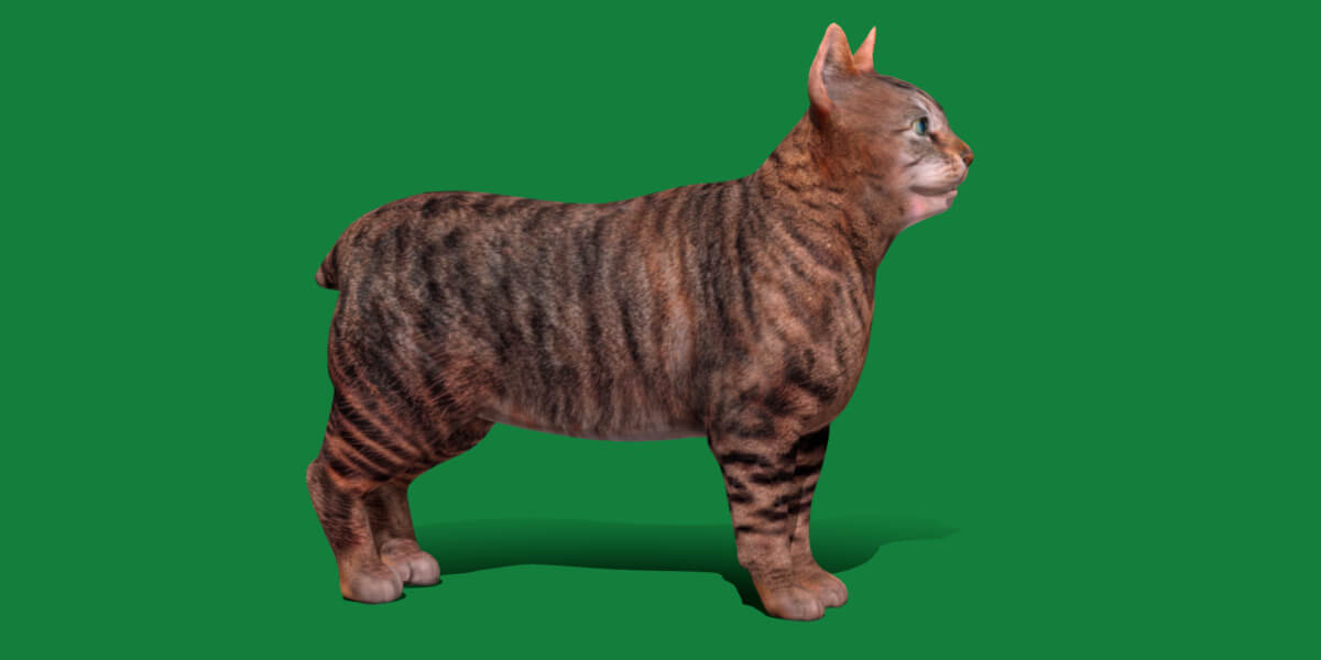 Manx Tailless Cat - 3D Model by Nyilonelycompany