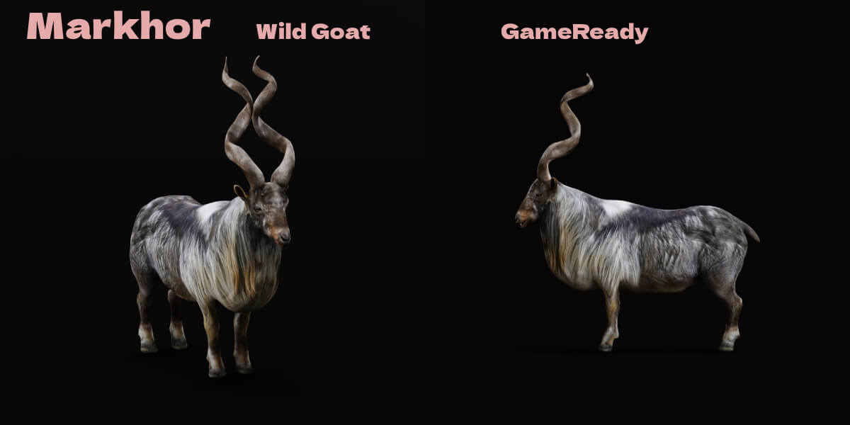 Markhor Wild Goat - 3D Model by Nyilonelycompany