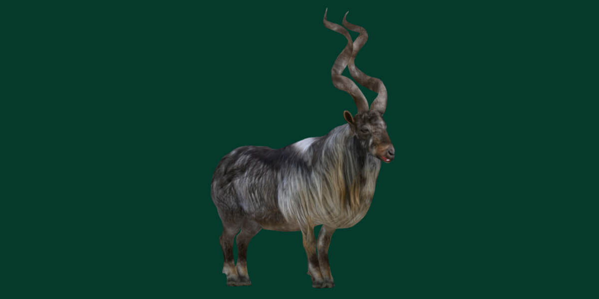 Markhor Wild Goat - 3D Model by Nyilonelycompany