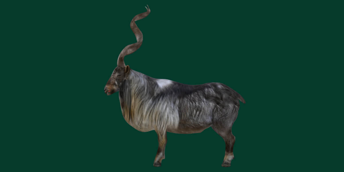 Markhor Wild Goat - 3D Model by Nyilonelycompany