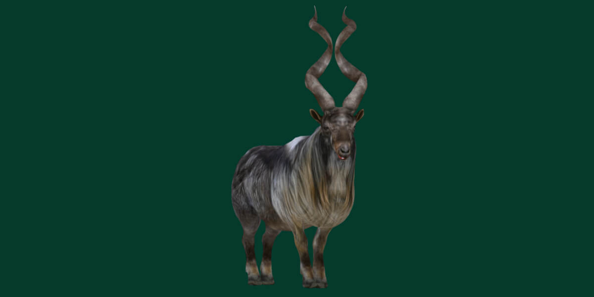 Markhor Wild Goat - 3D Model by Nyilonelycompany