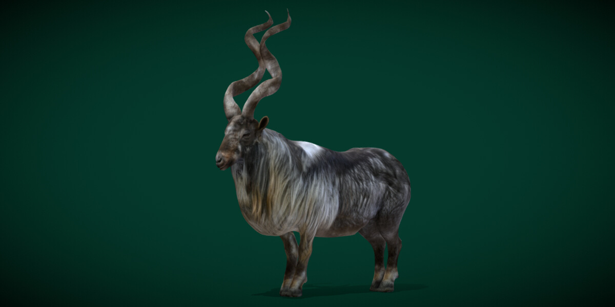 Markhor Wild Goat - 3D Model by Nyilonelycompany