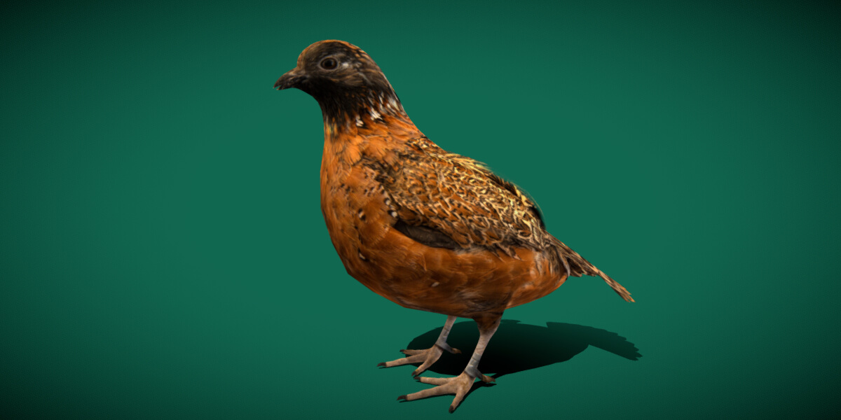 Masked Bobwhite Quail Bird - 3D Model by Nyilonelycompany
