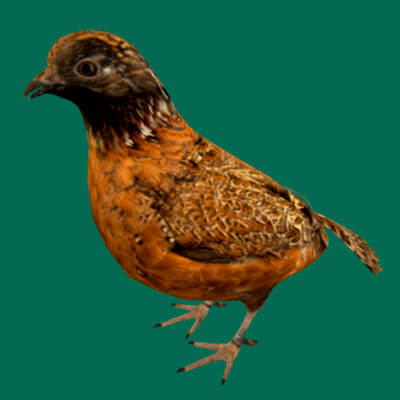 Masked Bobwhite Quail Bird - 3D Model by Nyilonelycompany