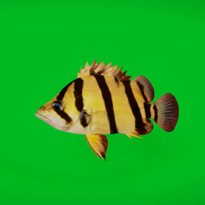 Mekong Tiger Perch Fish - 3D Model by Nyilonelycompany