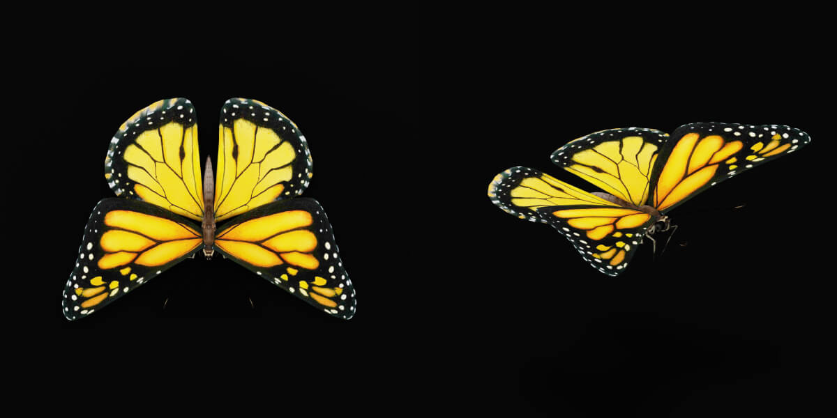 Monarch Butterfly Insect - 3D Model by Nyilonelycompany
