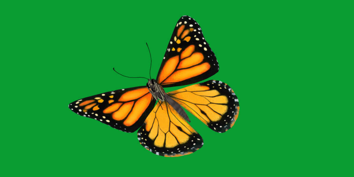 Monarch Butterfly Insect - 3D Model by Nyilonelycompany