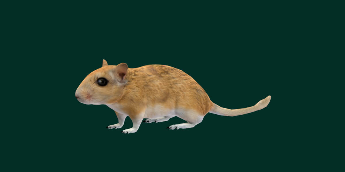 Mongolian Gerbil Rat Rodent - 3D Model by Nyilonelycompany