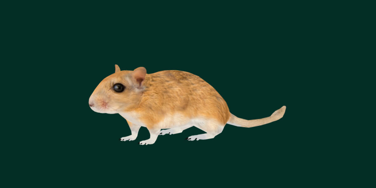 Mongolian Gerbil Rat Rodent - 3D Model by Nyilonelycompany