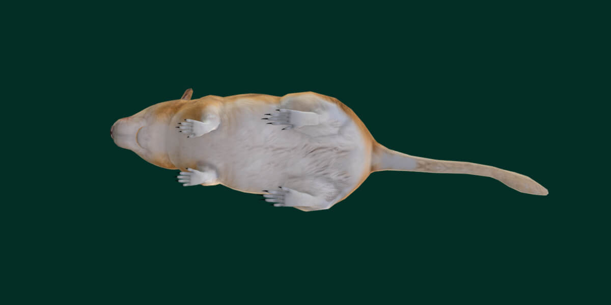 Mongolian Gerbil Rat Rodent - 3D Model by Nyilonelycompany