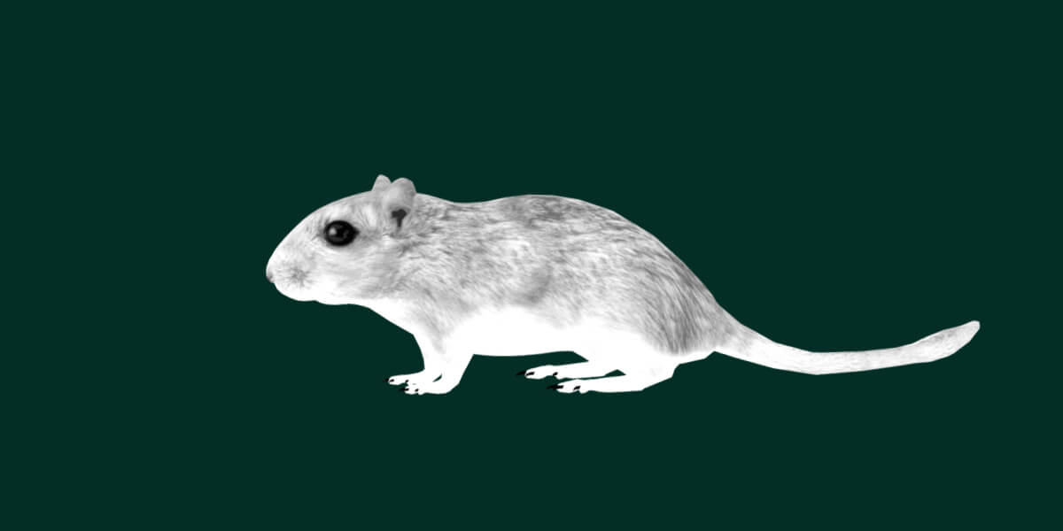 Mongolian Gerbil Rat Rodent - 3D Model by Nyilonelycompany