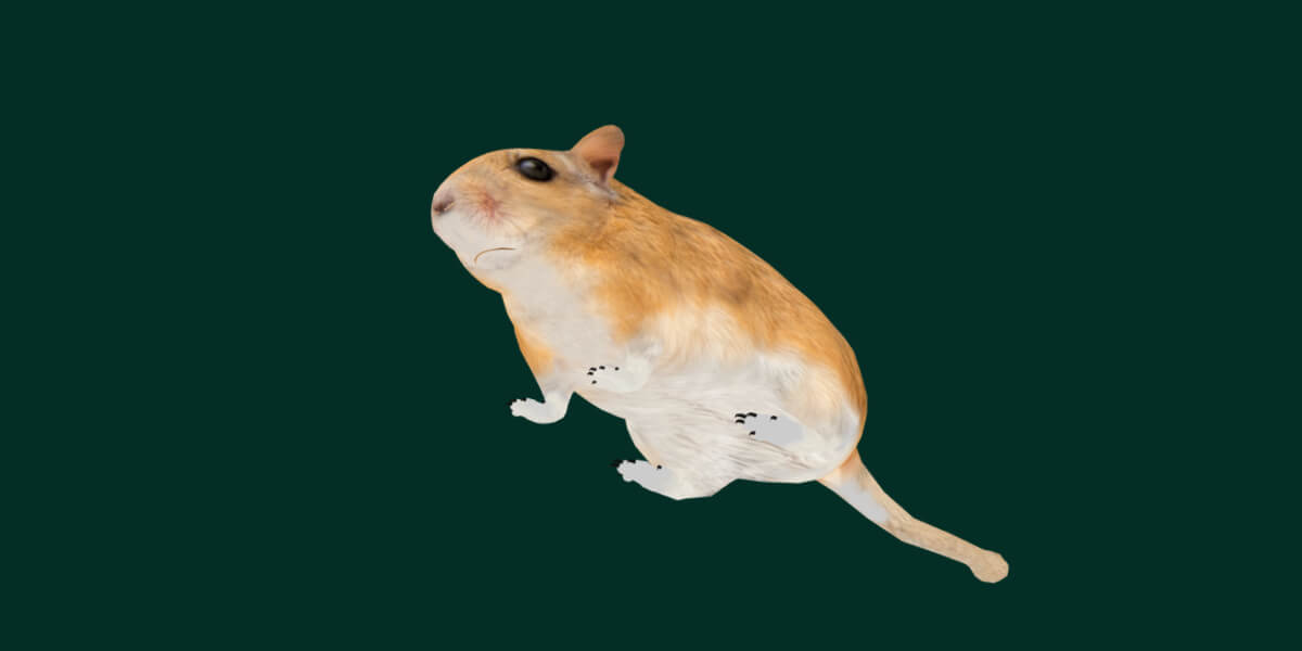 Mongolian Gerbil Rat Rodent - 3D Model by Nyilonelycompany