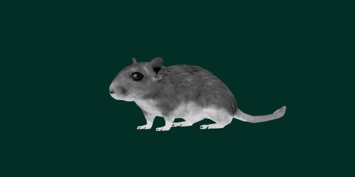 Mongolian Gerbil Rat Rodent - 3D Model by Nyilonelycompany