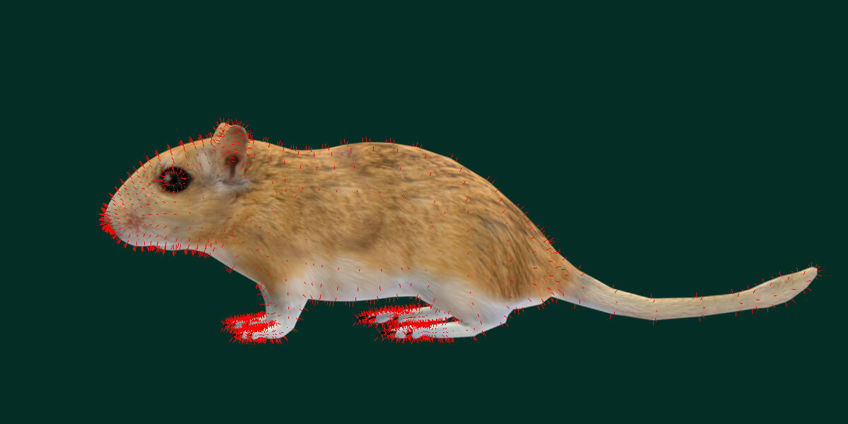 Mongolian Gerbil Rat Rodent - 3D Model by Nyilonelycompany