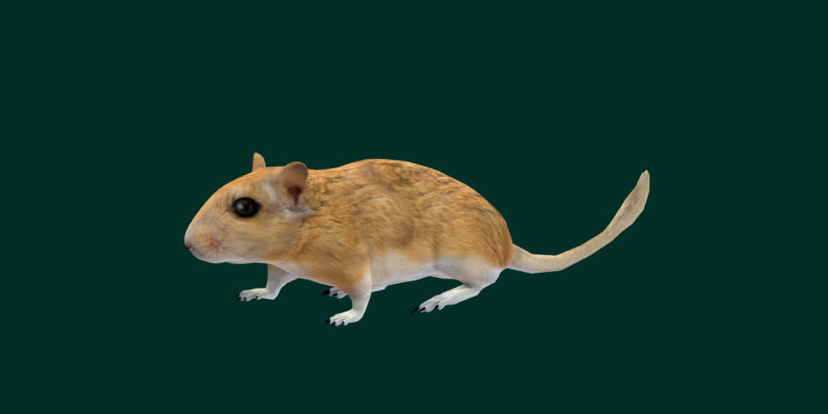 Mongolian Gerbil Rat Rodent - 3D Model by Nyilonelycompany