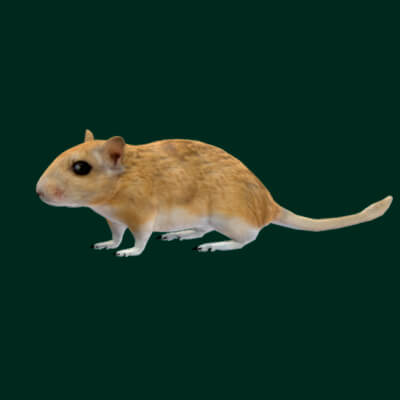 Mongolian Gerbil Rat Rodent - 3D Model by Nyilonelycompany