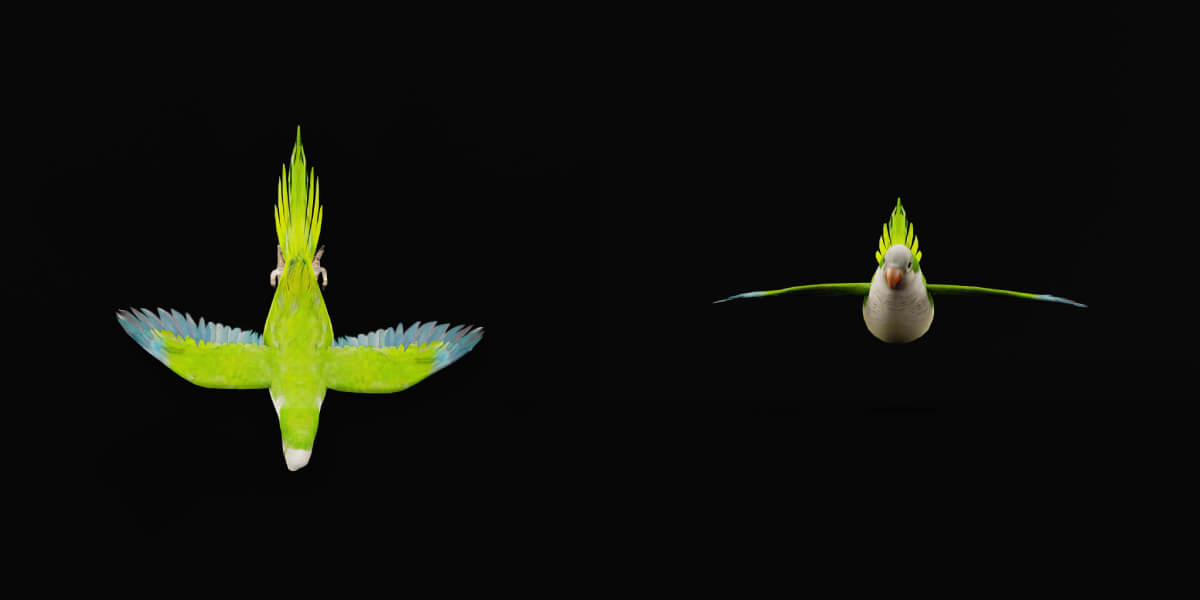 Monk Quaker Parrot Bird - 3D Model by Nyilonelycompany