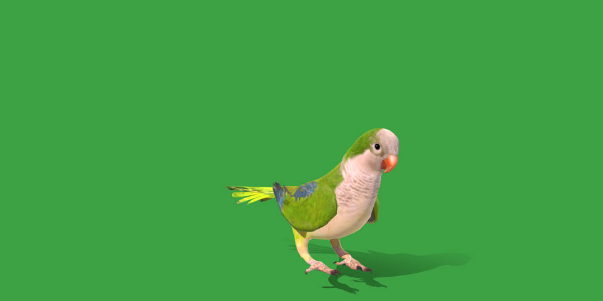 Monk Quaker Parrot Bird - 3D Model by Nyilonelycompany