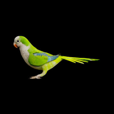 Monk Quaker Parrot Bird - 3D Model by Nyilonelycompany