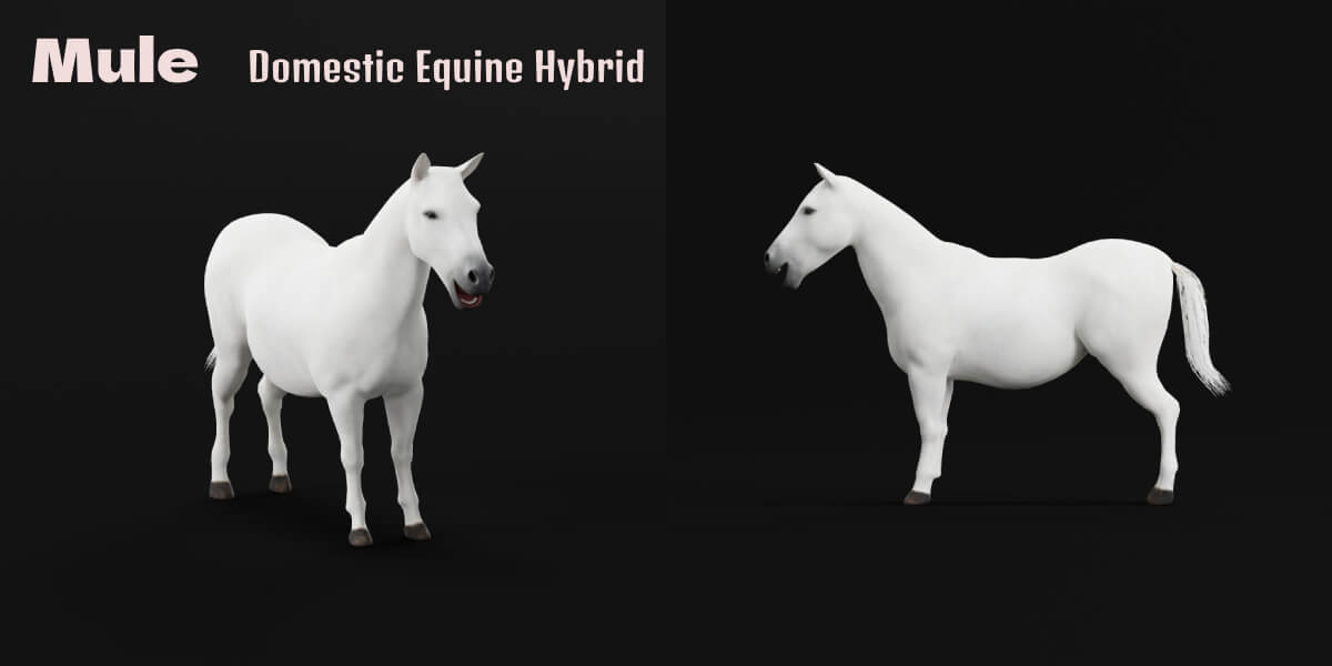 Mule Domestic Equine - 3D Model by Nyilonelycompany