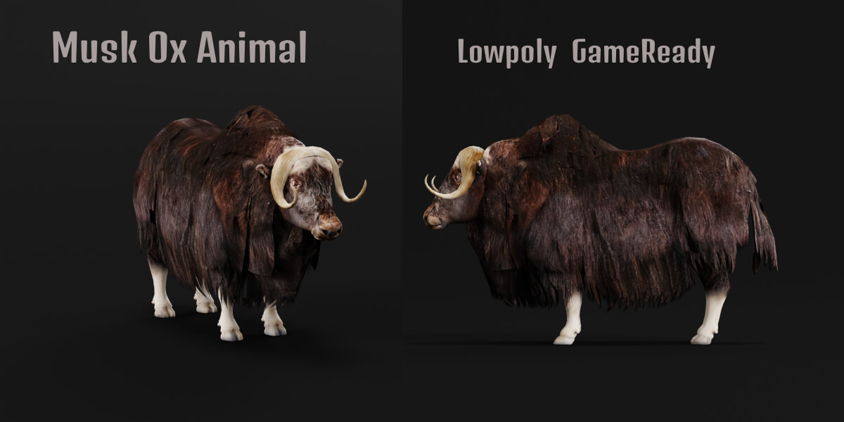 Musk Ox Animal Hoofed Mammal - 3D Model by Nyilonelycompany