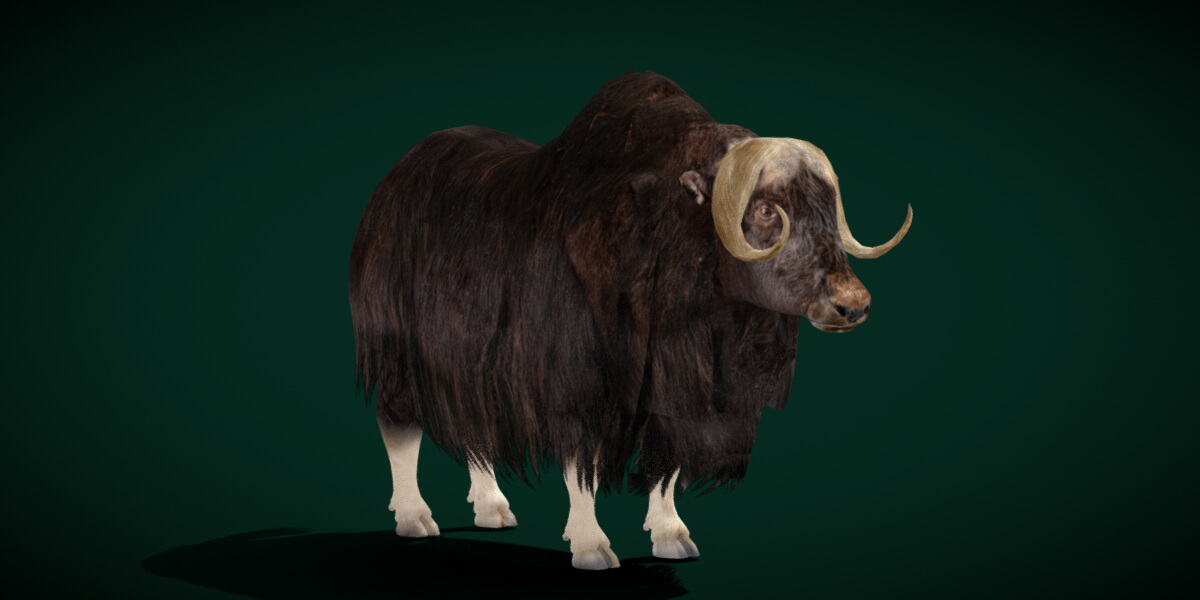 Musk Ox Animal Hoofed Mammal - 3D Model by Nyilonelycompany