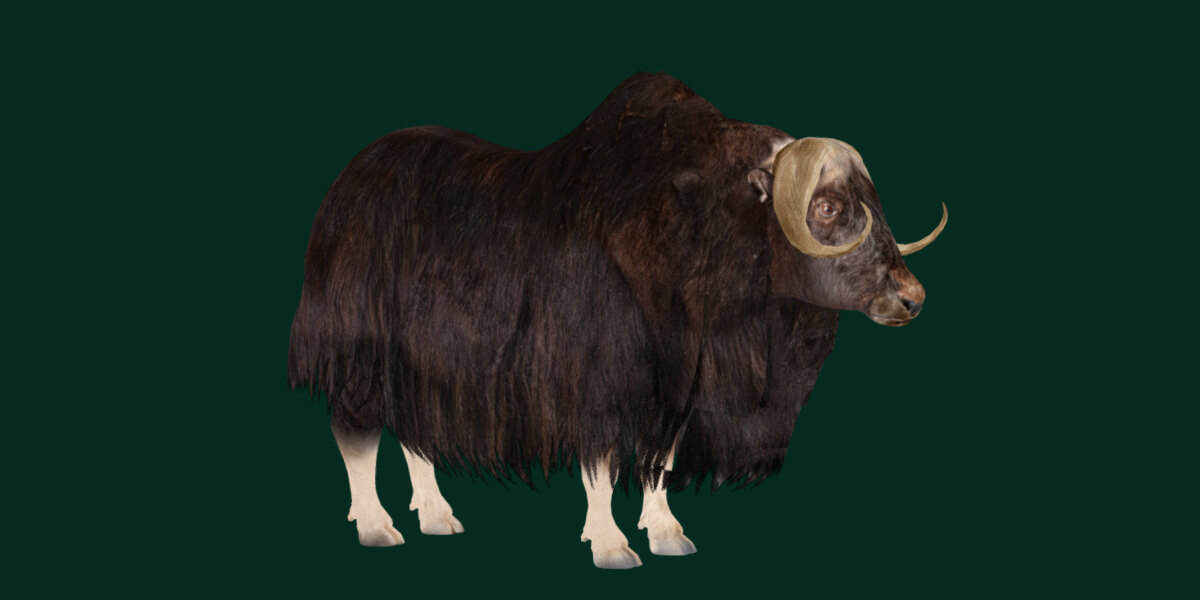 Musk Ox Animal Hoofed Mammal - 3D Model by Nyilonelycompany
