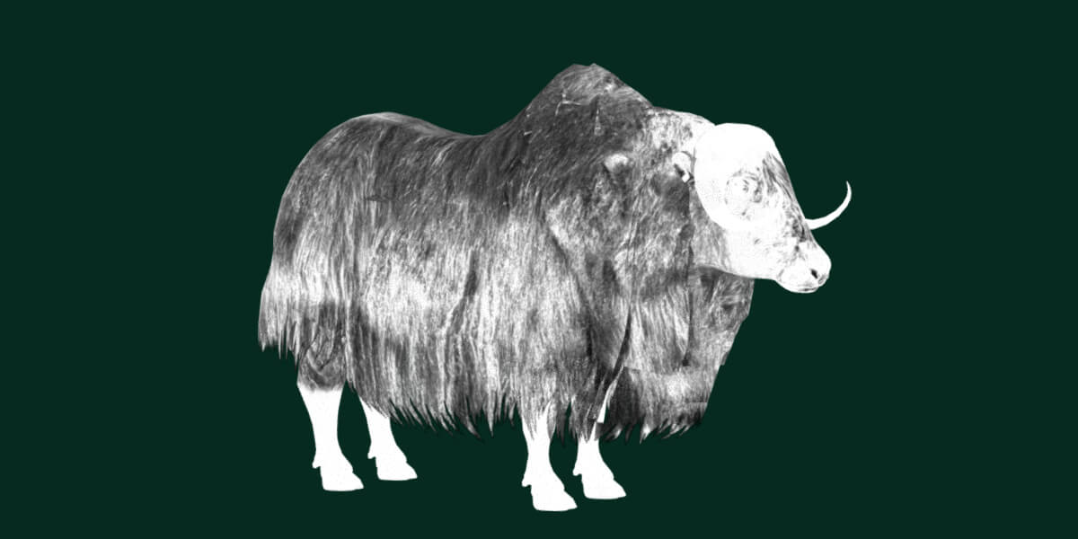 Musk Ox Animal Hoofed Mammal - 3D Model by Nyilonelycompany