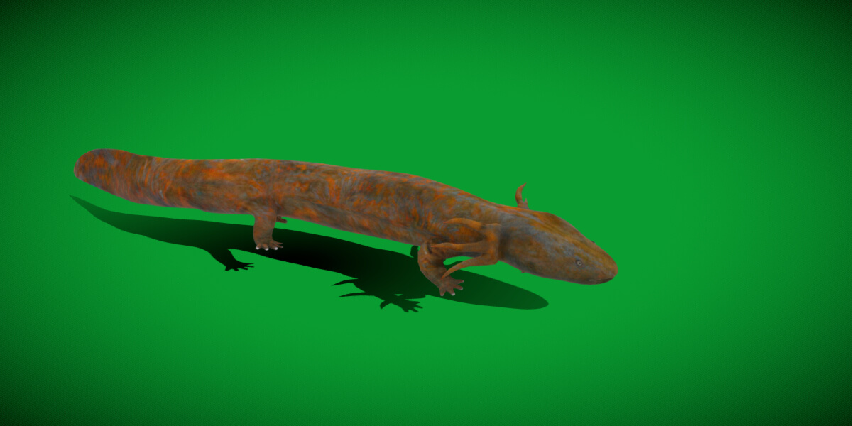 Necturus Mudpuppy - 3D Model by Nyilonelycompany
