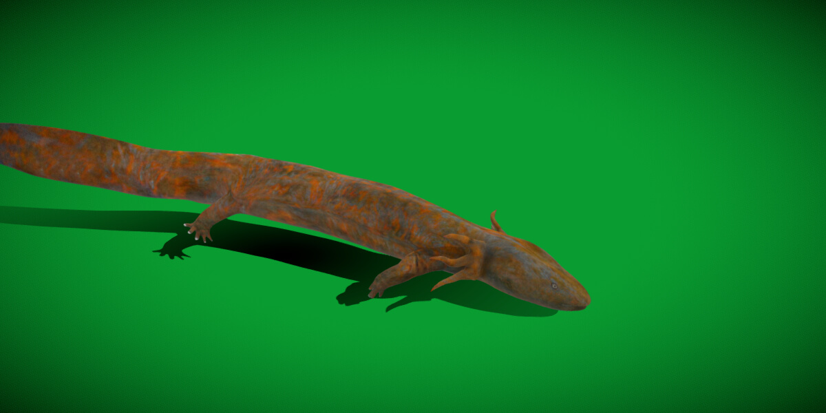 Necturus Mudpuppy - 3D Model by Nyilonelycompany