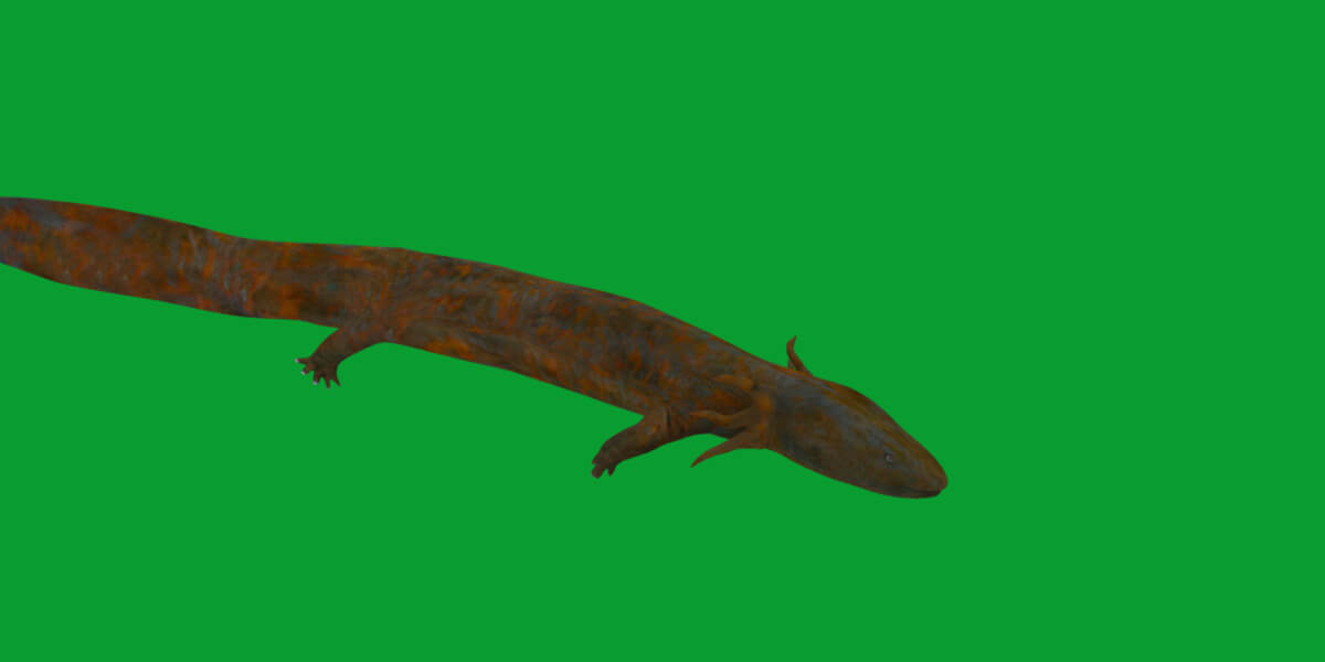 Necturus Mudpuppy - 3D Model by Nyilonelycompany