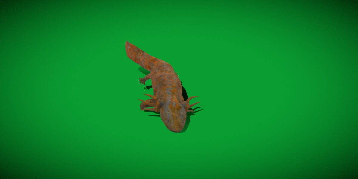 Necturus Mudpuppy - 3D Model by Nyilonelycompany