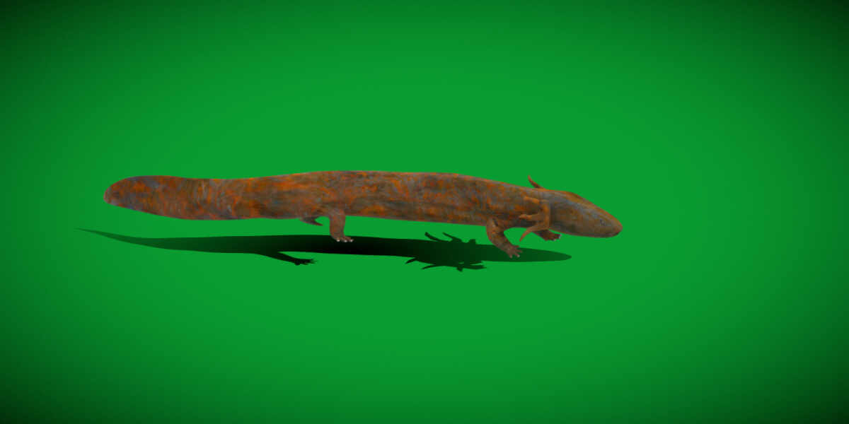 Necturus Mudpuppy - 3D Model by Nyilonelycompany
