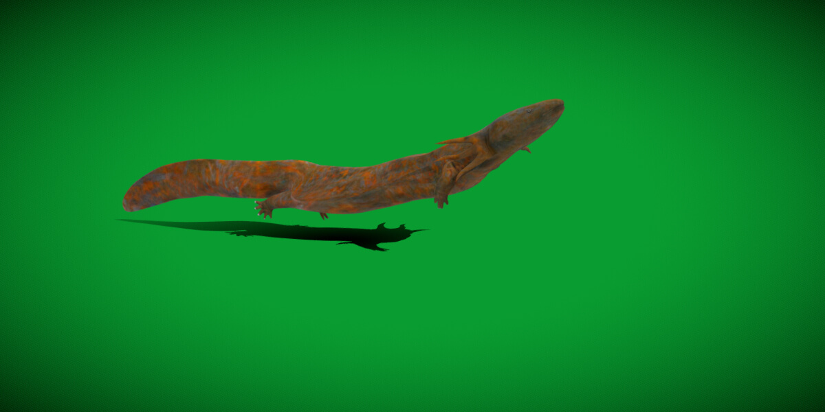 Necturus Mudpuppy - 3D Model by Nyilonelycompany