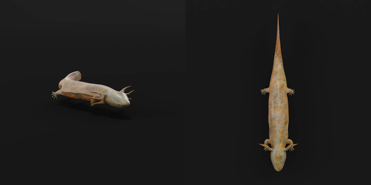 Necturus Mudpuppy - 3D Model by Nyilonelycompany