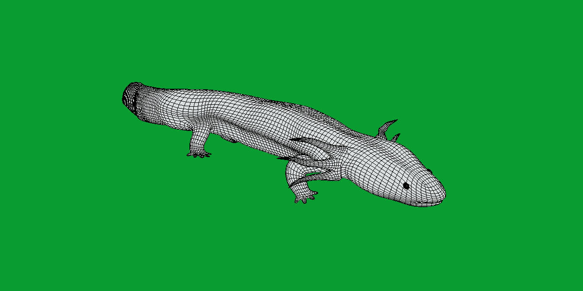 Necturus Mudpuppy - 3D Model by Nyilonelycompany