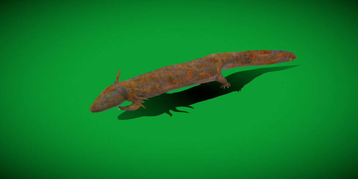 Necturus Mudpuppy - 3D Model by Nyilonelycompany