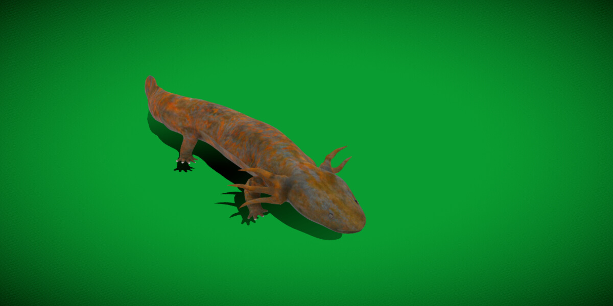 Necturus Mudpuppy - 3D Model by Nyilonelycompany