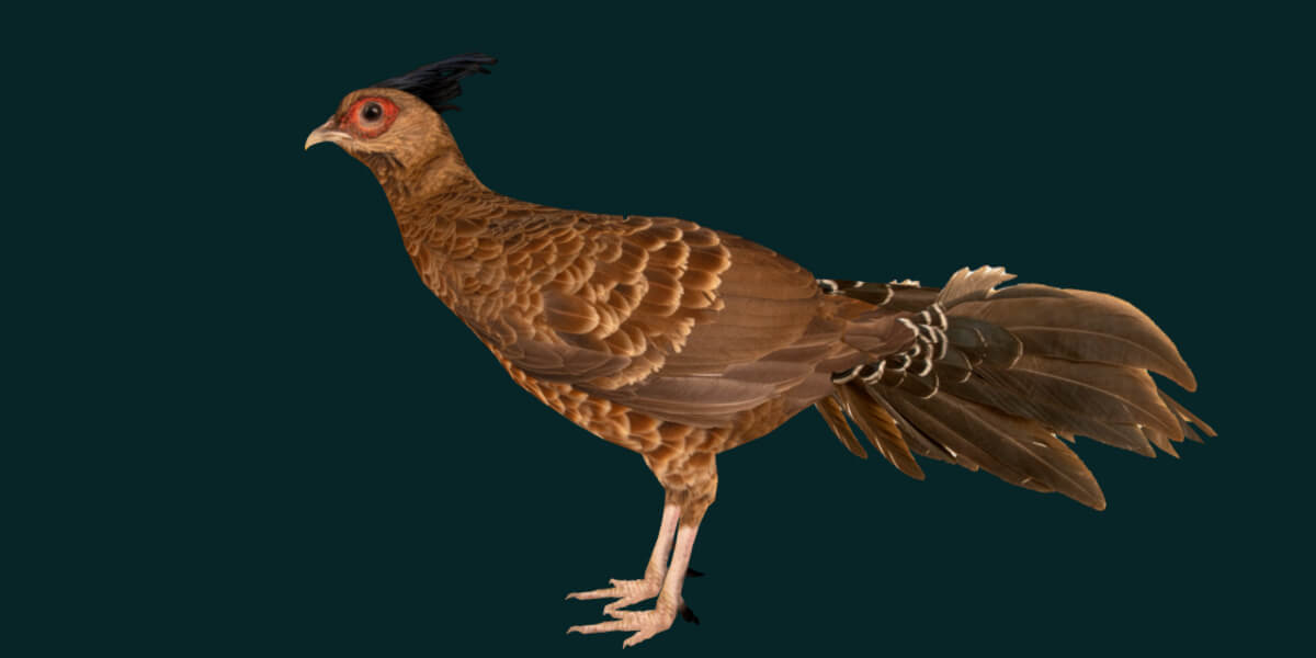 Nepal Kalij Pheasant Bird - 3D Model by Nyilonelycompany