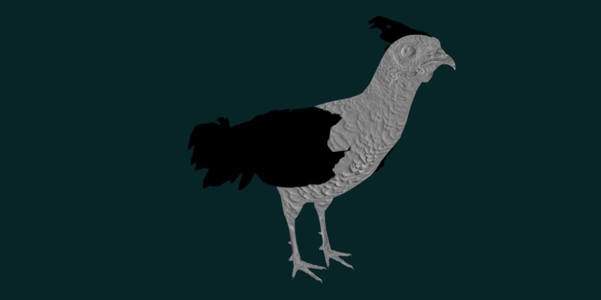 Nepal Kalij Pheasant Bird - 3D Model by Nyilonelycompany