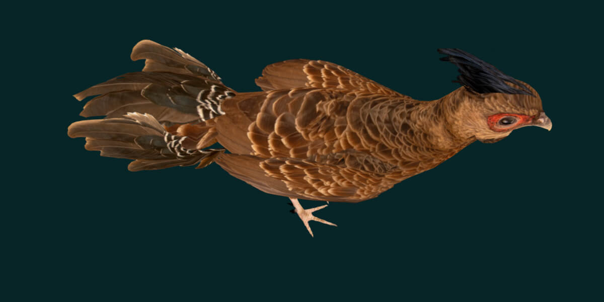 Nepal Kalij Pheasant Bird - 3D Model by Nyilonelycompany