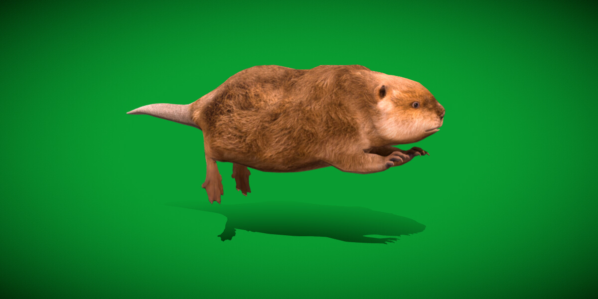 North American Beaver - 3D Model by Nyilonelycompany