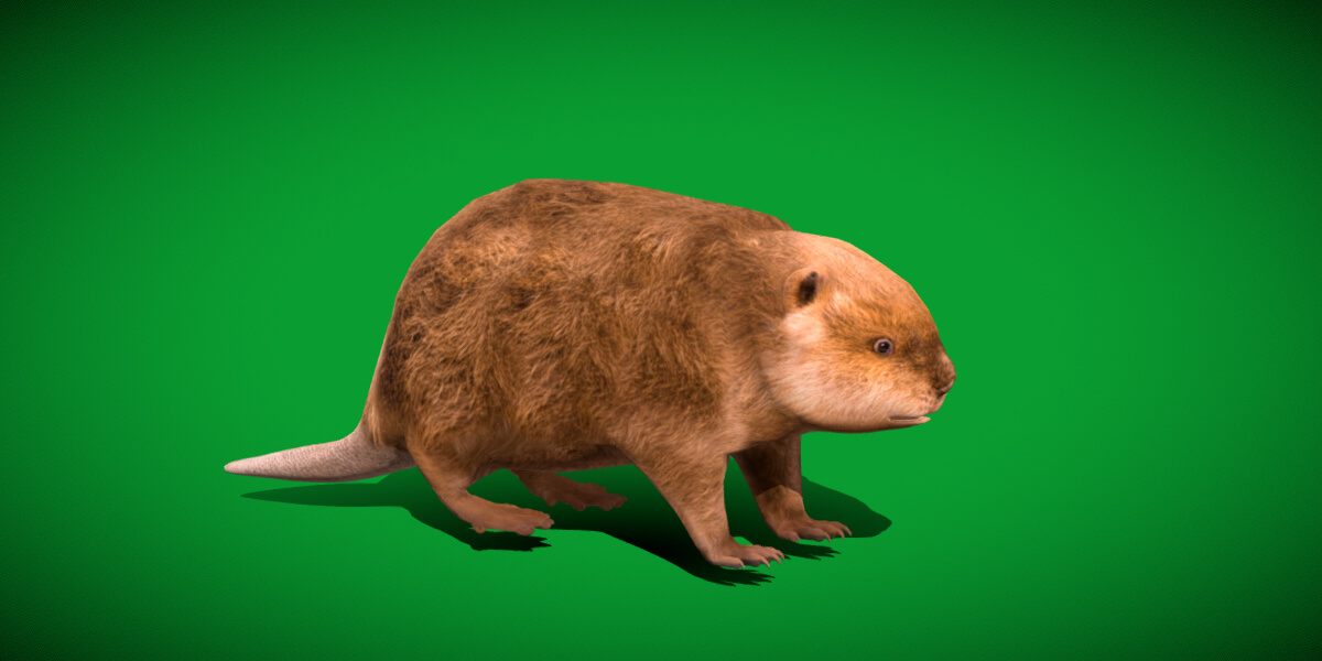 North American Beaver - 3D Model by Nyilonelycompany