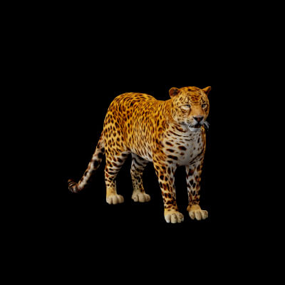 Northern Chinese Leopard - 3D Model by Nyilonelycompany