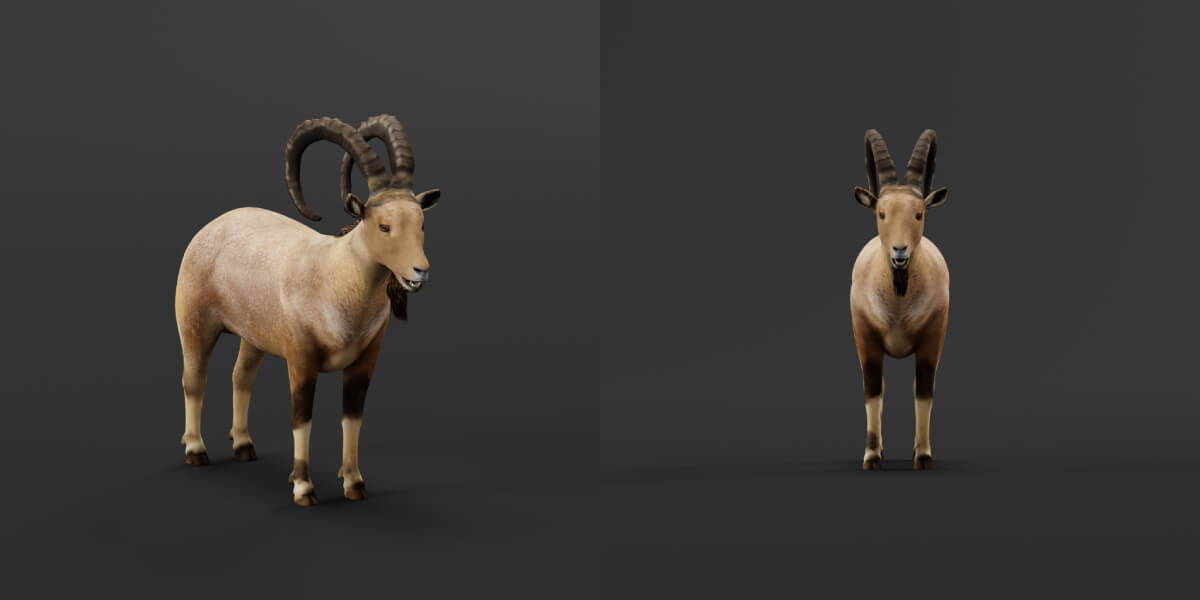 Nubian Ibex Goat - 3D Model by Nyilonelycompany