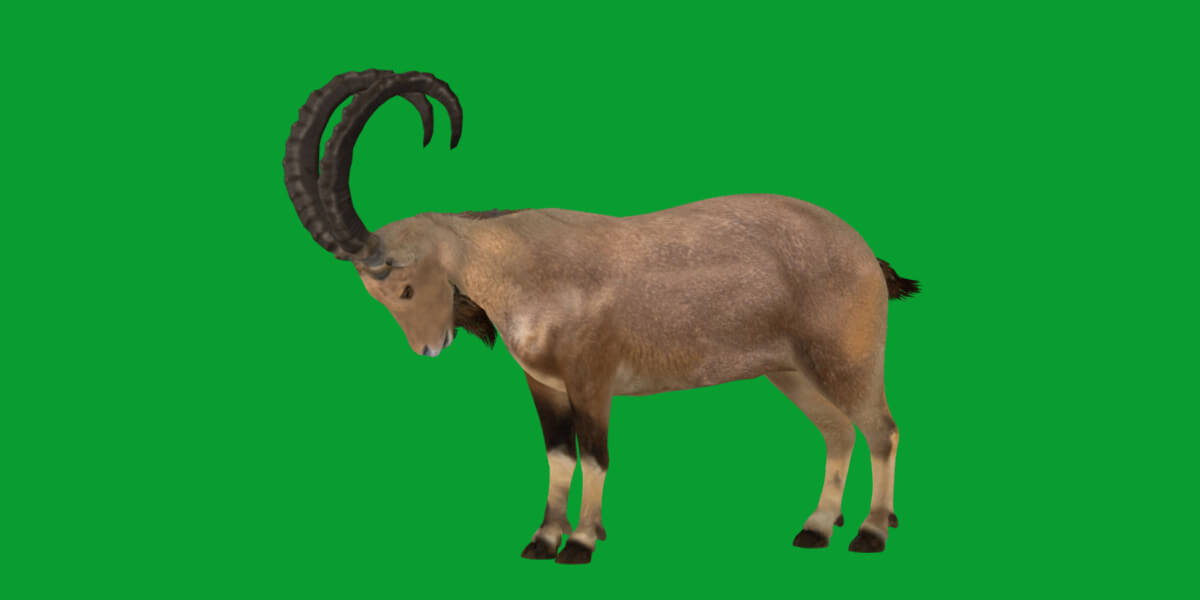 Nubian Ibex Goat - 3D Model by Nyilonelycompany