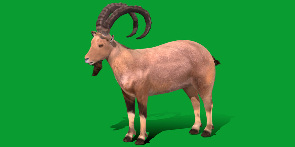 Nubian Ibex Goat - 3D Model by Nyilonelycompany